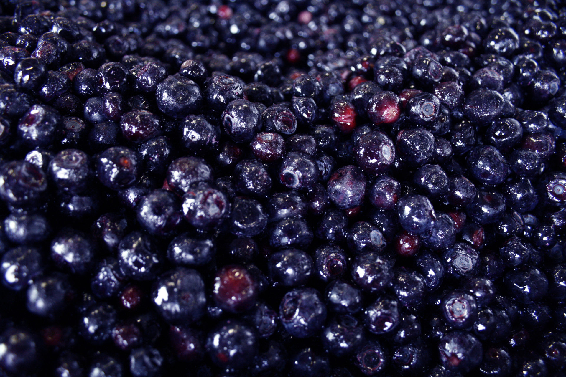 BC Blueberries | Nature's Candy - Monte Creek Winery