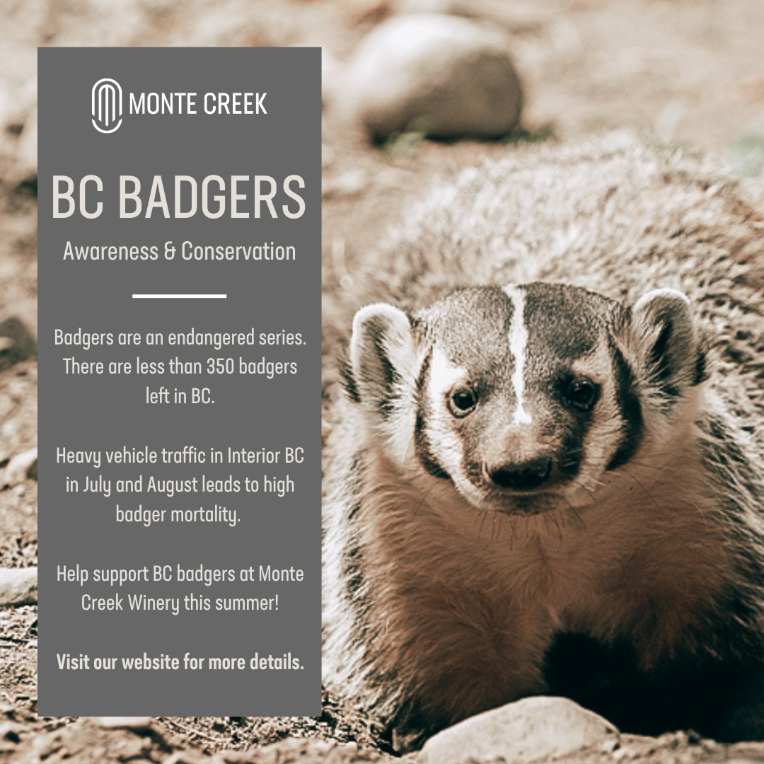 BC Badger Conservation 2022 - Monte Creek Winery